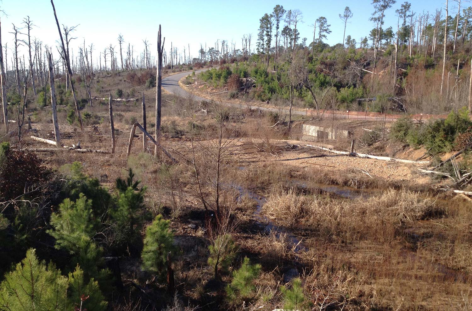 Bastrop State Park Restoration - Halff