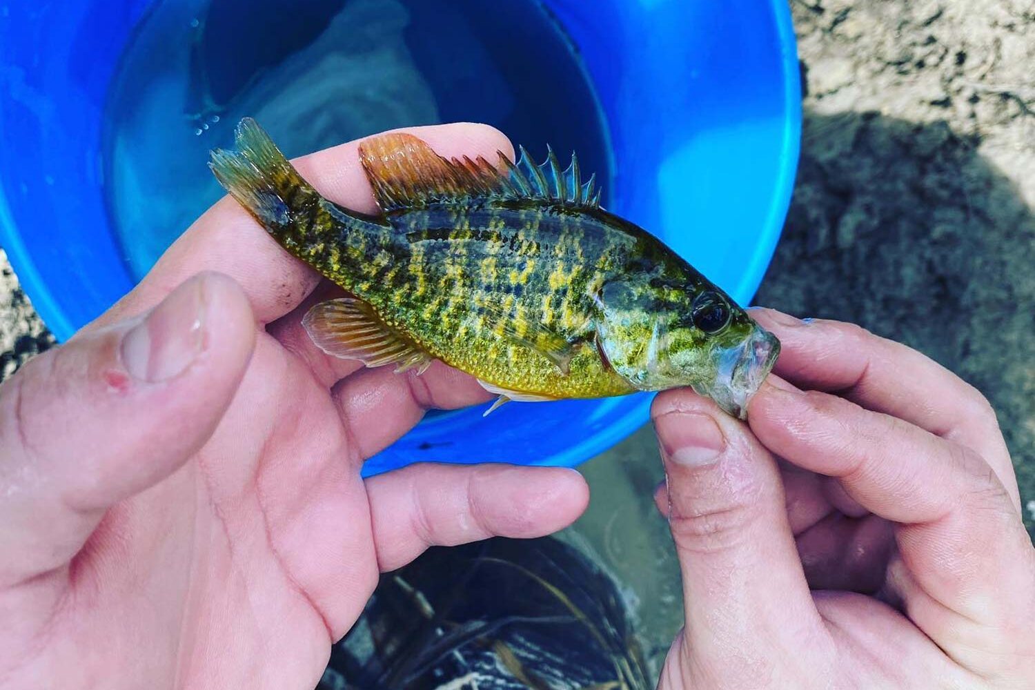 HCFCD Cedar Bayou Wetland/ Environmental Constraints Analysis - Halff