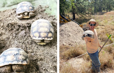 Gopher Tortoise Day: All About Florida’s Threatened Species - Halff