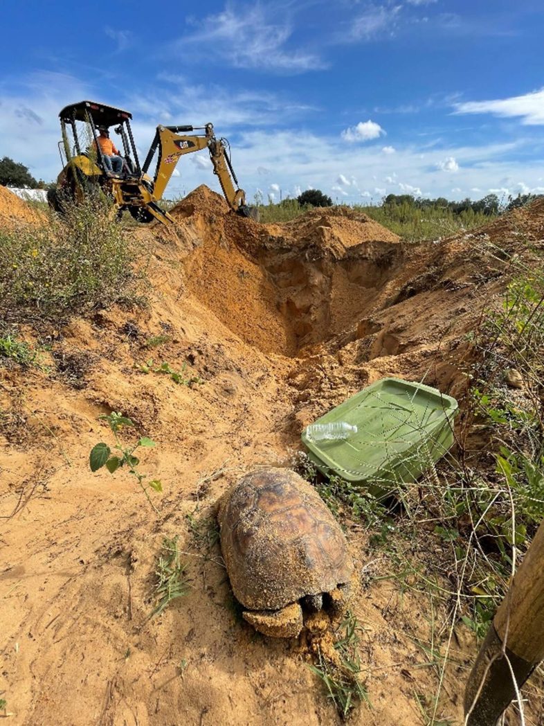 Gopher Tortoise Day: All About Florida’s Threatened Species - Halff Gopher Tortoise Day: All About Florida’s Threatened Species - Halff